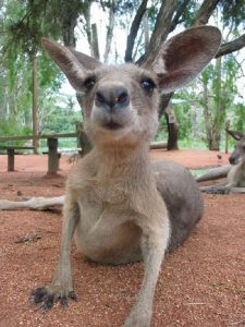 Billabong Sanctuary - Grand Hotel